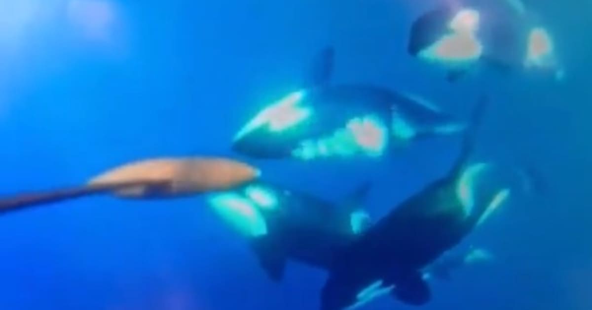 Wal-Interaktionen: Boris Herrmanns Team Malizia in Kontakt mit fünf ...