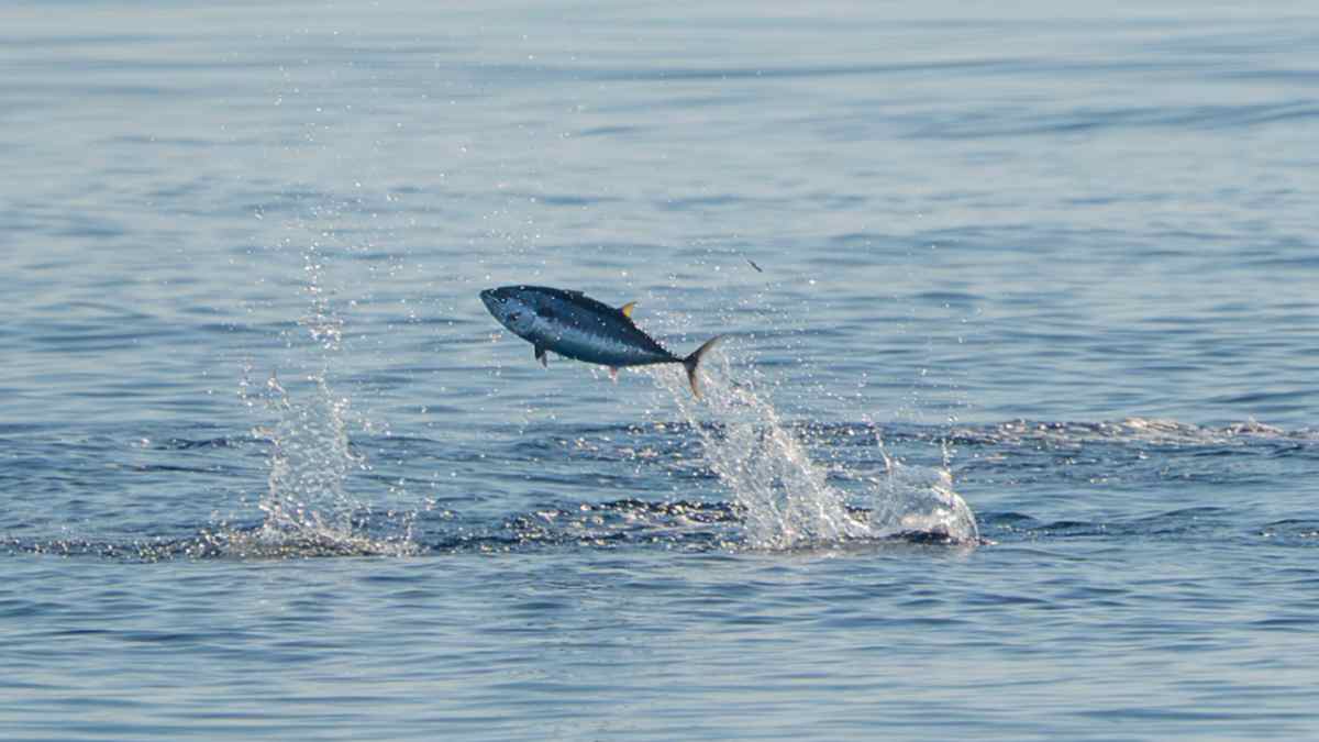 Atlantic tuna returns to the Öresund | YACHT