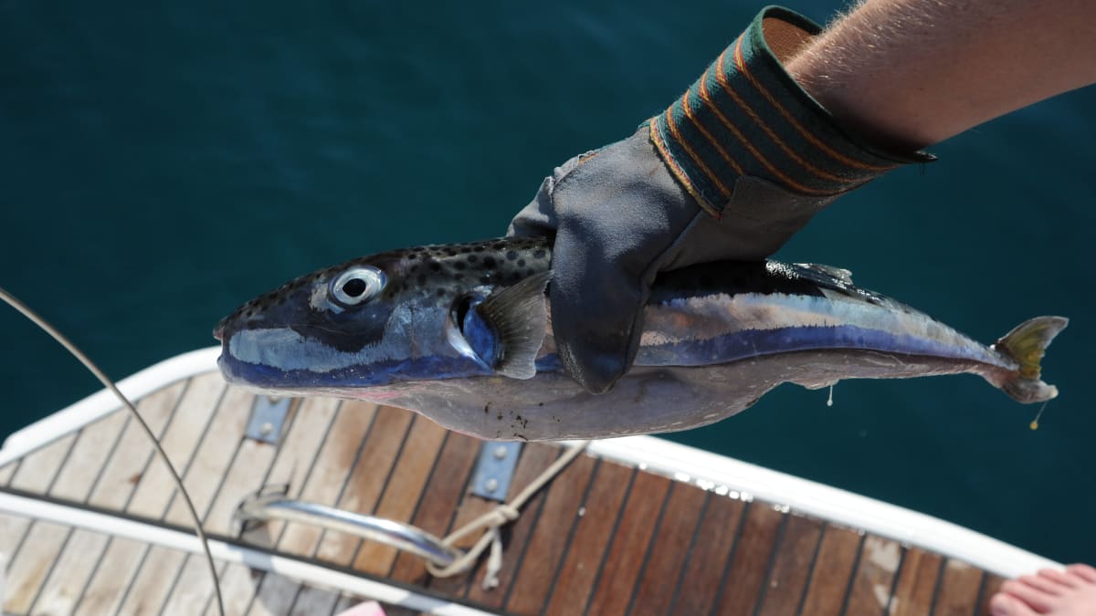 puffer fish bite human