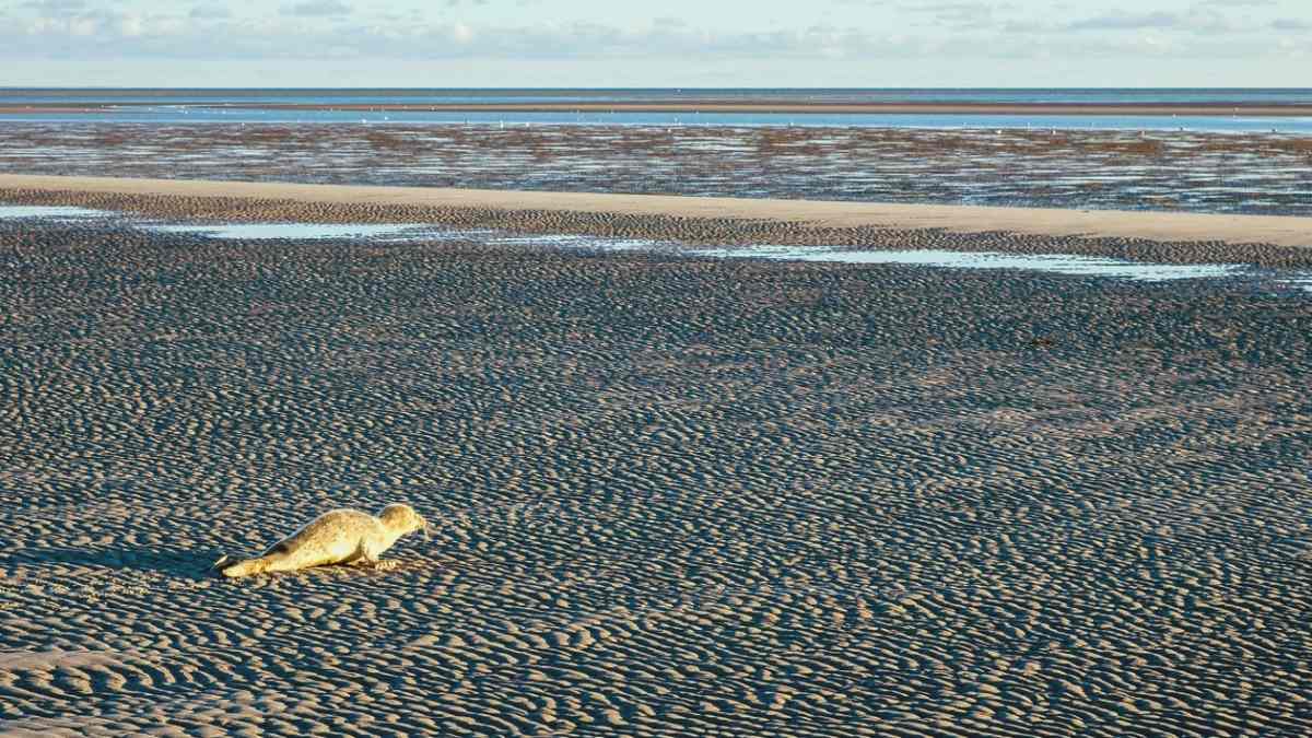 Robben im Wattenmeer: Das Tier-Rätsel der Sandbank | YACHT