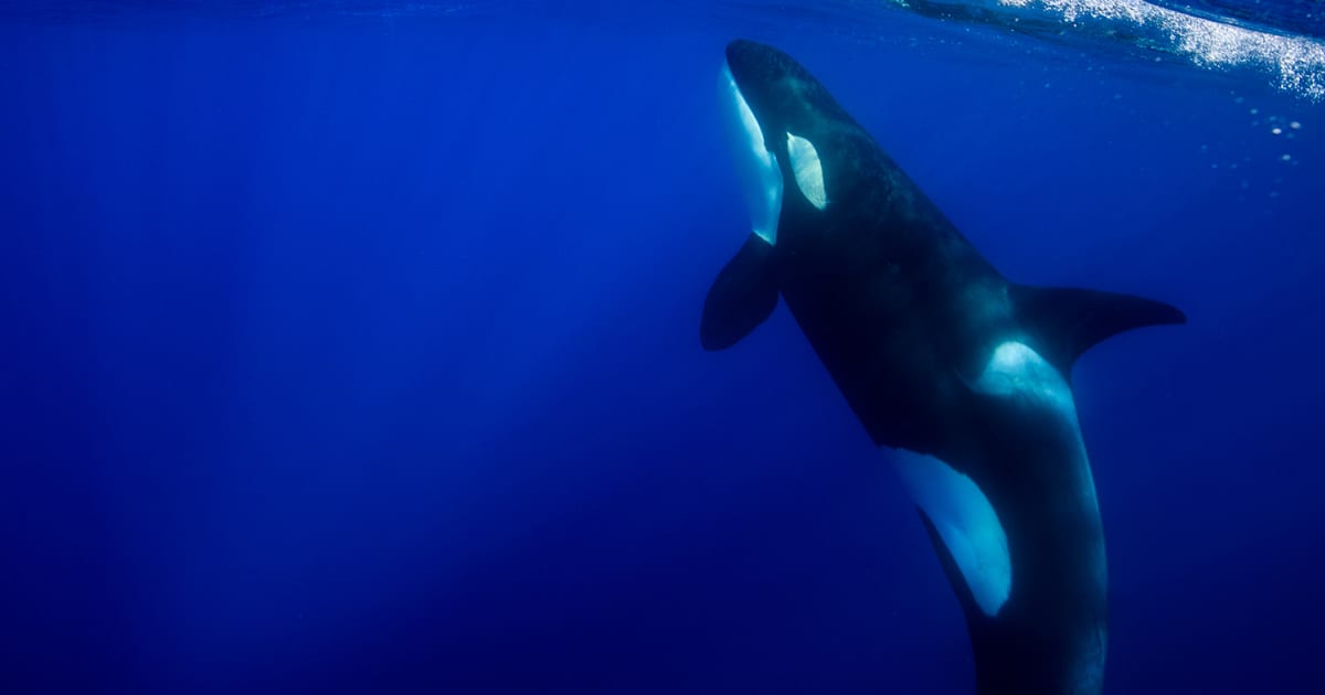 Wal-Attacken: Das Rätsel der Orca-Angriffe – 40 Fälle untersucht | YACHT