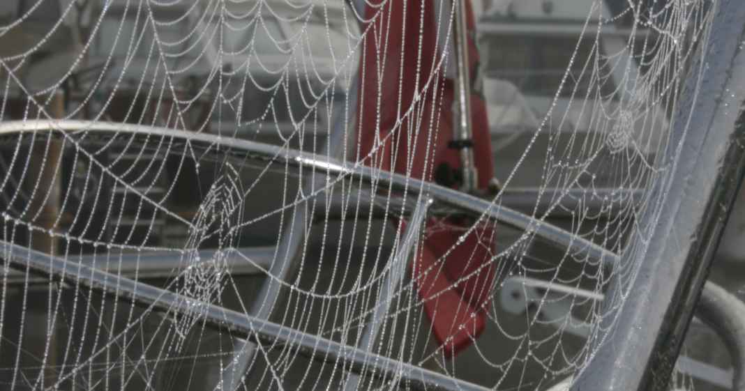 Life on board: What to do about spiders on board? | BOOTE