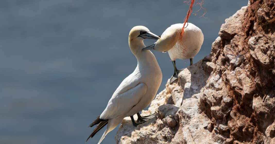 Petition: Stiftung will Dolly Ropes zum Schutz der Meerestiere ...