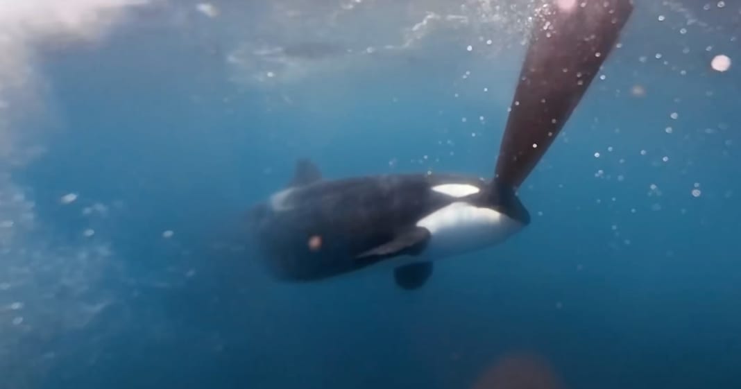 The Ocean Race: Orca-Angriffe auf VO65-Yachten, Team Malizia rückt vor ...