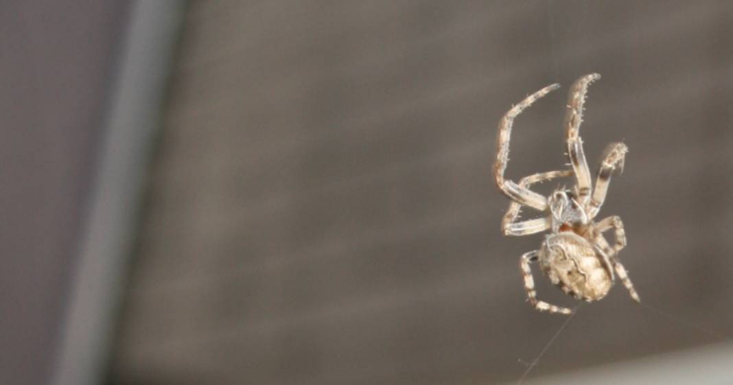 Spiders on board: test anti-spider spray, spider traps | YACHT