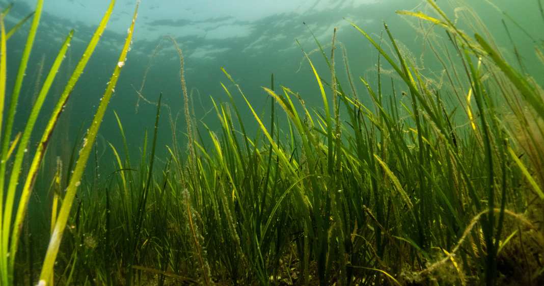 Mecklenburg-Vorpommer will Gras für den Klimaschutz anbauen | BOOTE