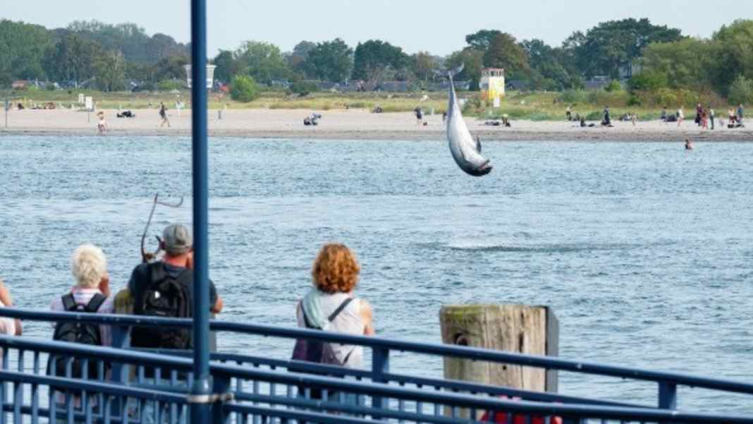 Baltic Sea: Dolphin surfaced in Kiel Fjord | BOOTE