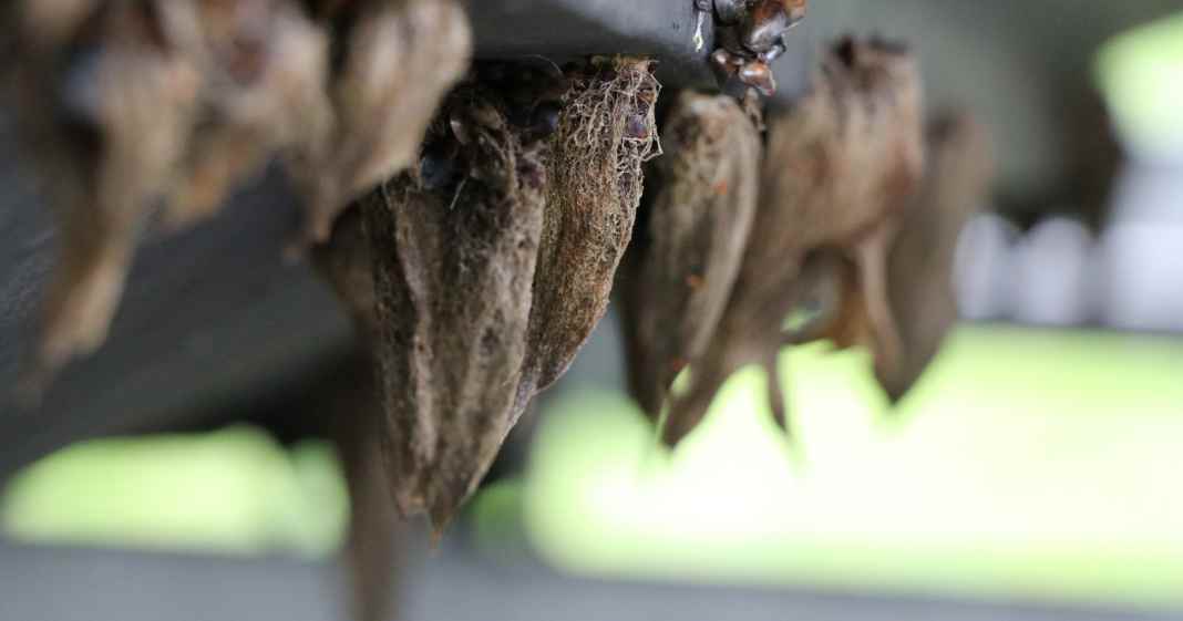 Fouling on the torso: how to get the pox plague under control | BOOTE