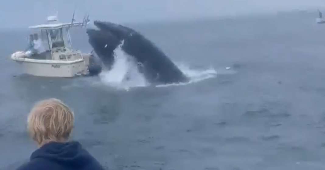 Filmato di testimoni oculari: la megattera si schianta contro la barca ...