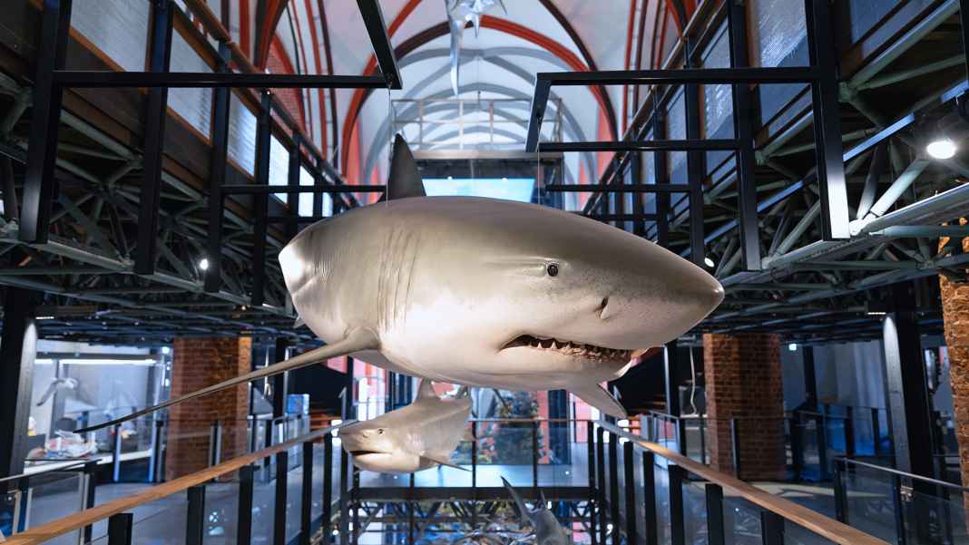 Maritime museums: New exhibitions in Bremerhaven and Stralsund | YACHT