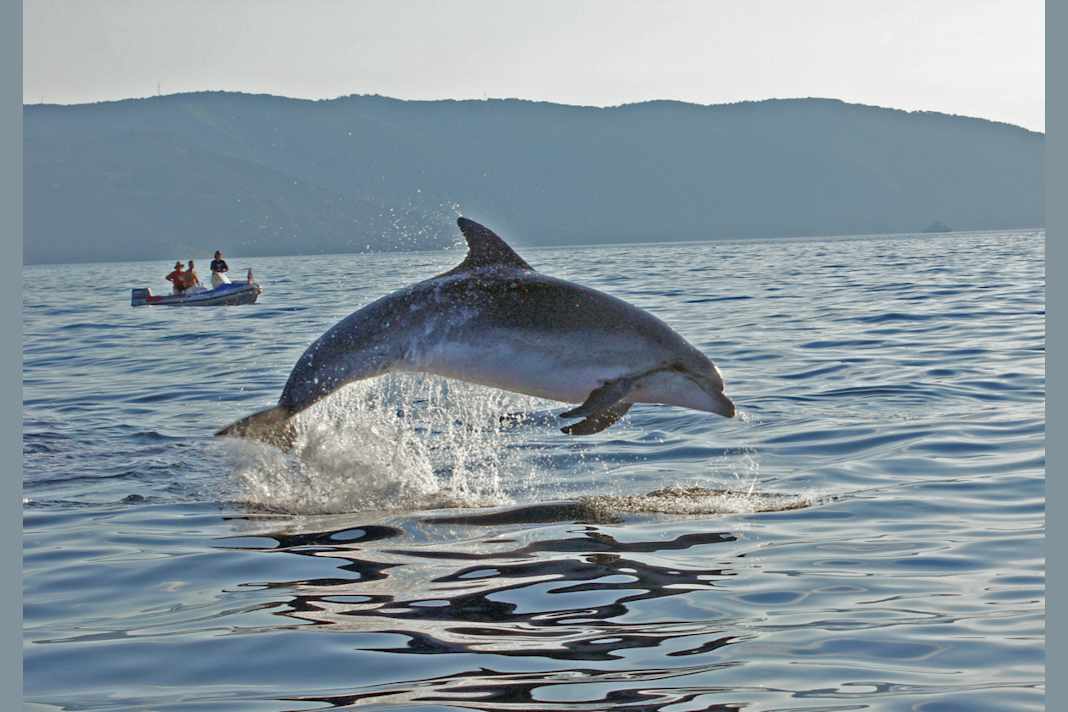 Croatia: First aid for the Adriatic dolphins - what sailors can do | YACHT