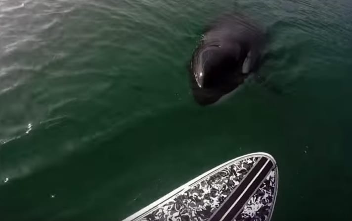 GoPro Channel: Film "The Stand Up Paddler and the Whale" | SURF
