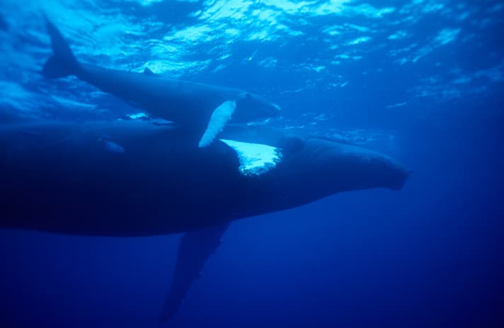 Porträt: Der Mann, der ein Wal war | YACHT