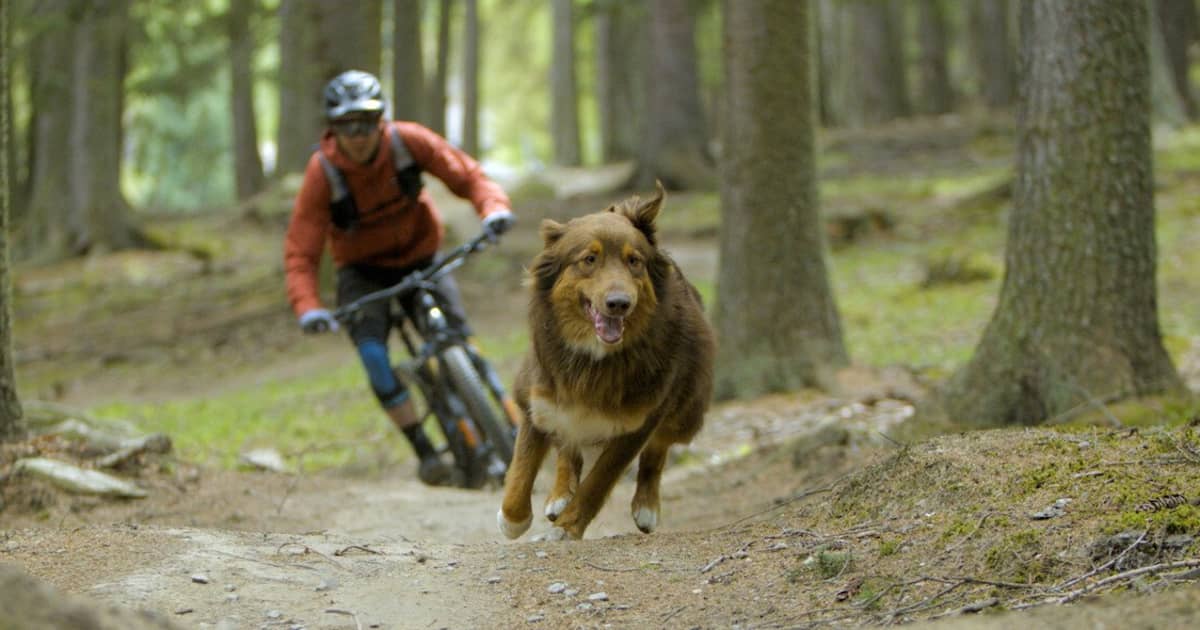 "Paws & Wheels" und das Biken mit dem Hund | BIKE